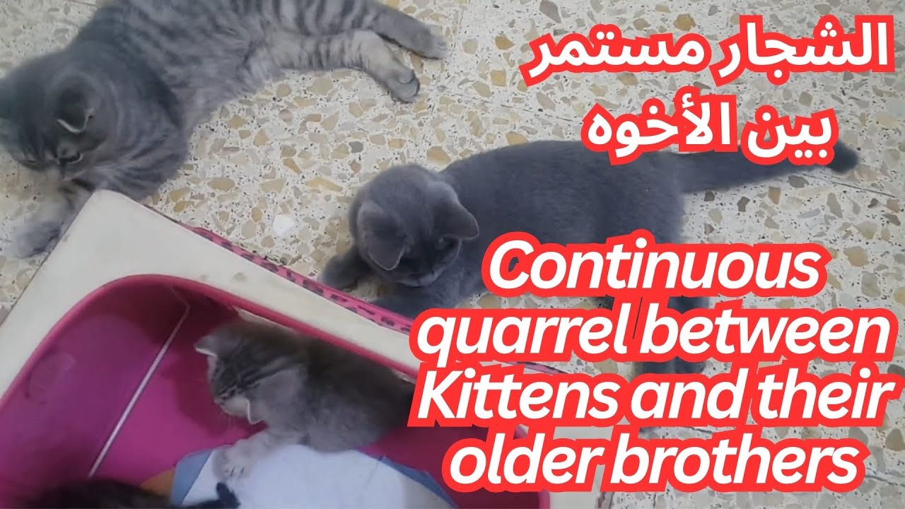 Continuous qarrel between Kittens and their older brothers الشجار بين ...