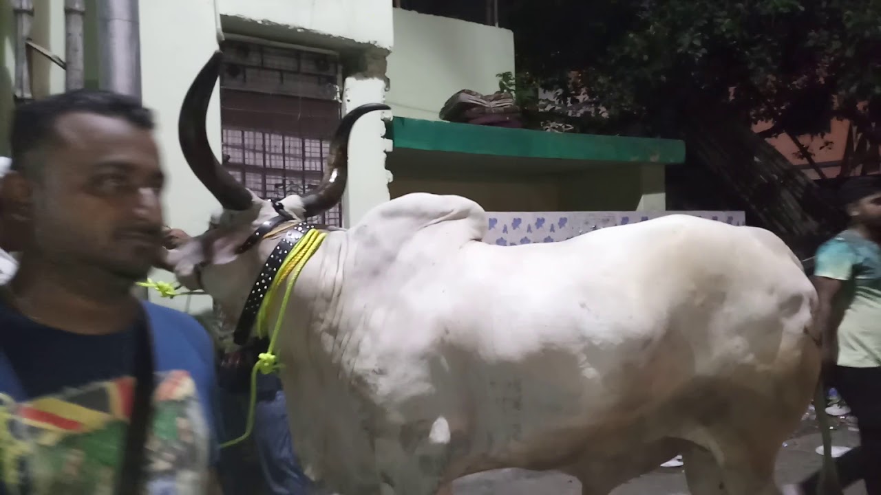 Best Bull Of Park Circus 2018 - YouTube