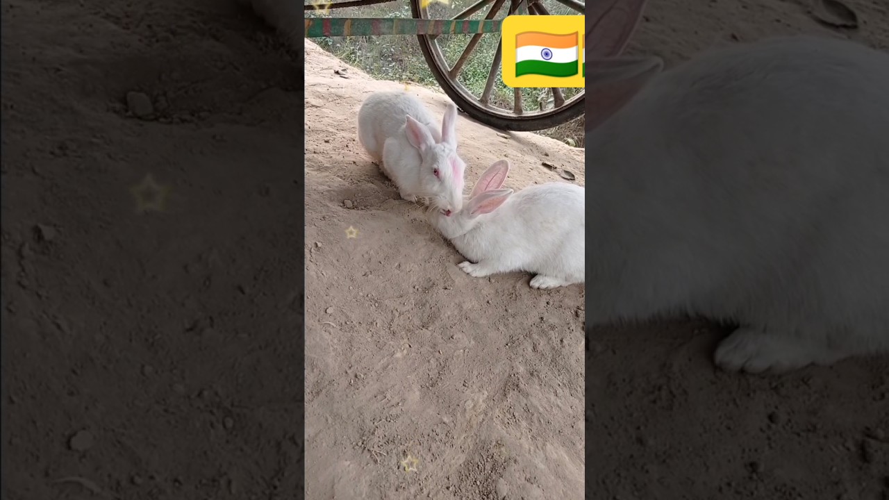 o khida ,, #rabbit #animals shortvideo #trending #public #india # ...