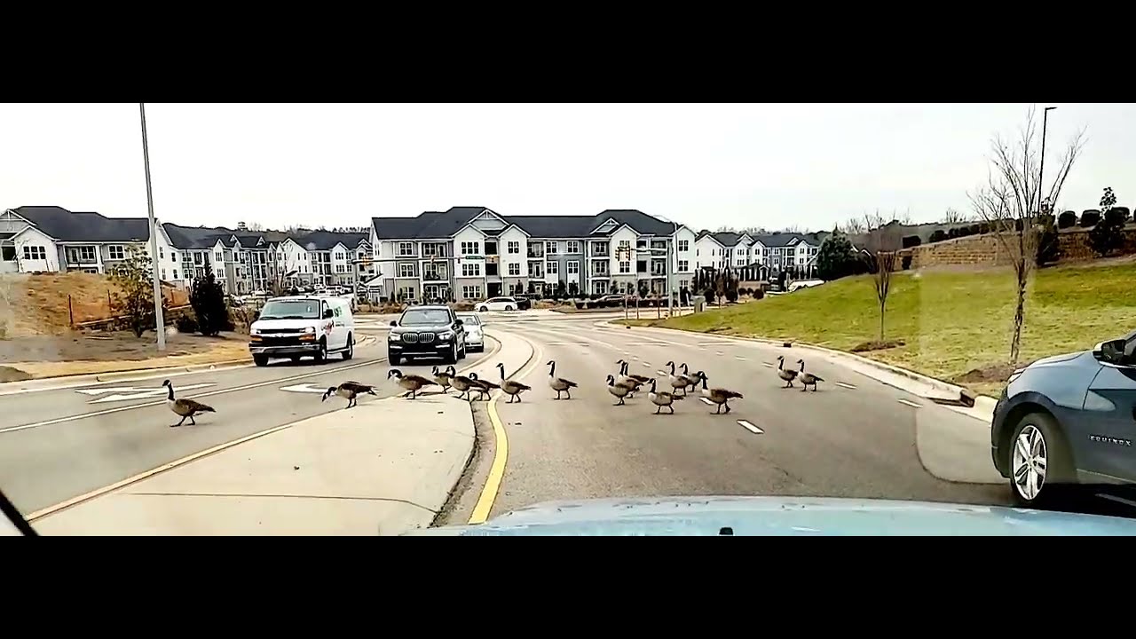 Parade of Geese stops 4 lanes of traffic. Fun with wildlife in the city ...
