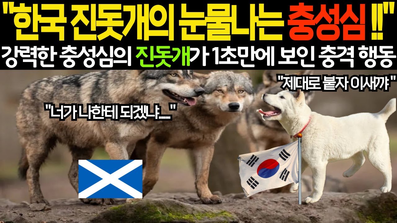맷돼지 무리에 초토화된 스코틀랜드 마을에 한국 진돗개가 나타나자 벌어진 일 외국인반응 일본반응 외국반응 세계반응 [해외감동사연