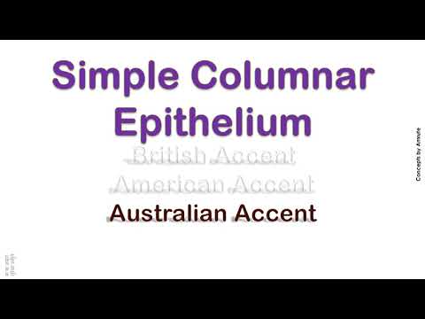 Simple Columnar Epithelium How to Pronounce Simple Columnar Epithelium ...