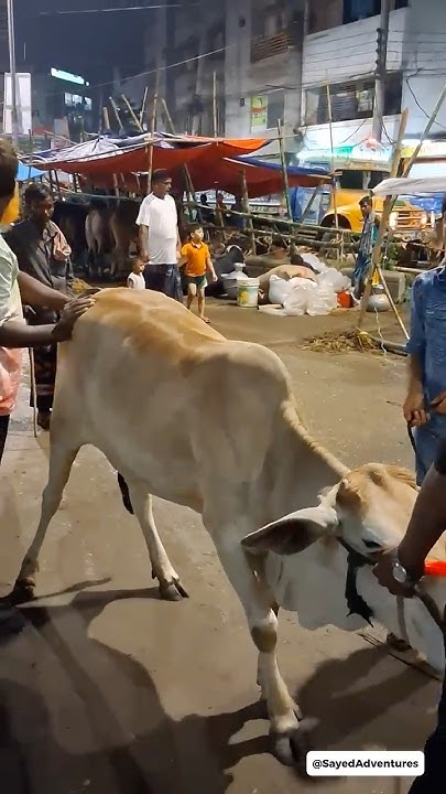 গাই গরু | #cow #qurbani2025 #eiduladha2025 - YouTube