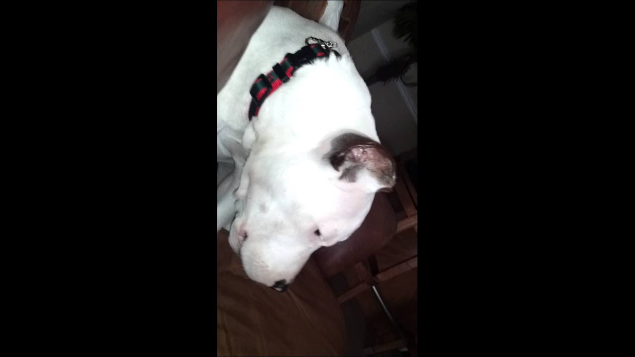 Inbred pit bull in Orlando - YouTube