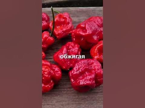 Самый острый перец чили в Мире - YouTube