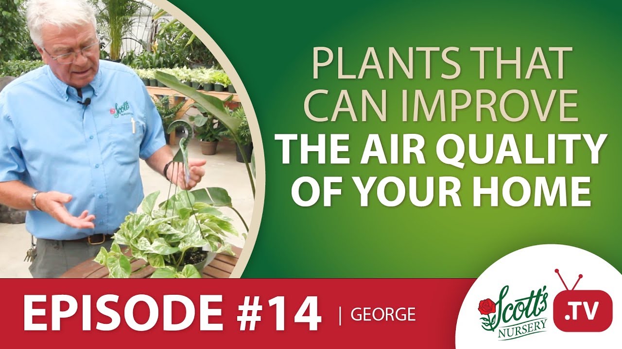 Episode #14 | George | Plants That Can Improve The Air Quality Of Your ...