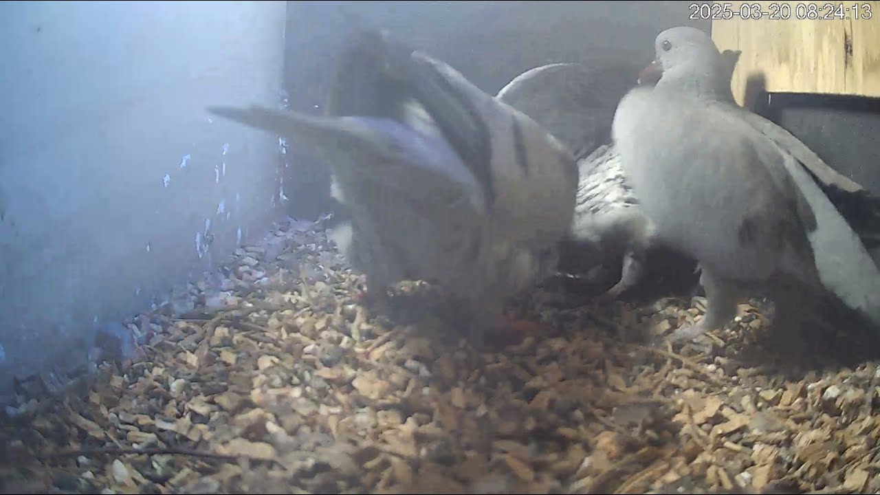 Holenduiven kuikens (dag 26) *bezoek* 20-03-2025 - YouTube