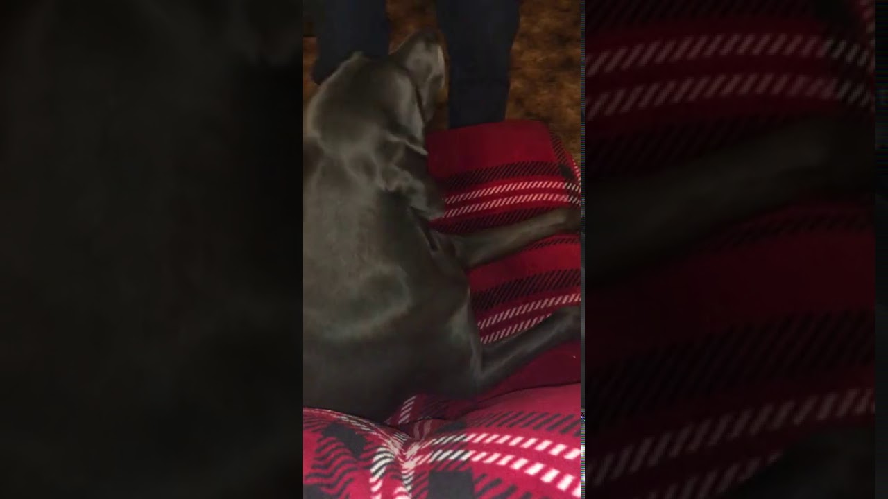 Cleaning Dog Ears With Paper Towels And Cotton Swabs YouTube Cleaning Dog Ears With Paper Towels And Cotton Swabs YouTube