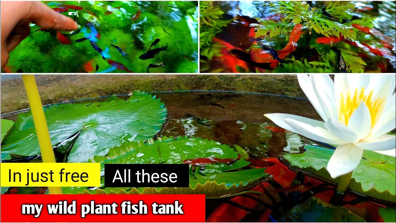 my wild plant fish tank || natural fish tank setup - YouTube