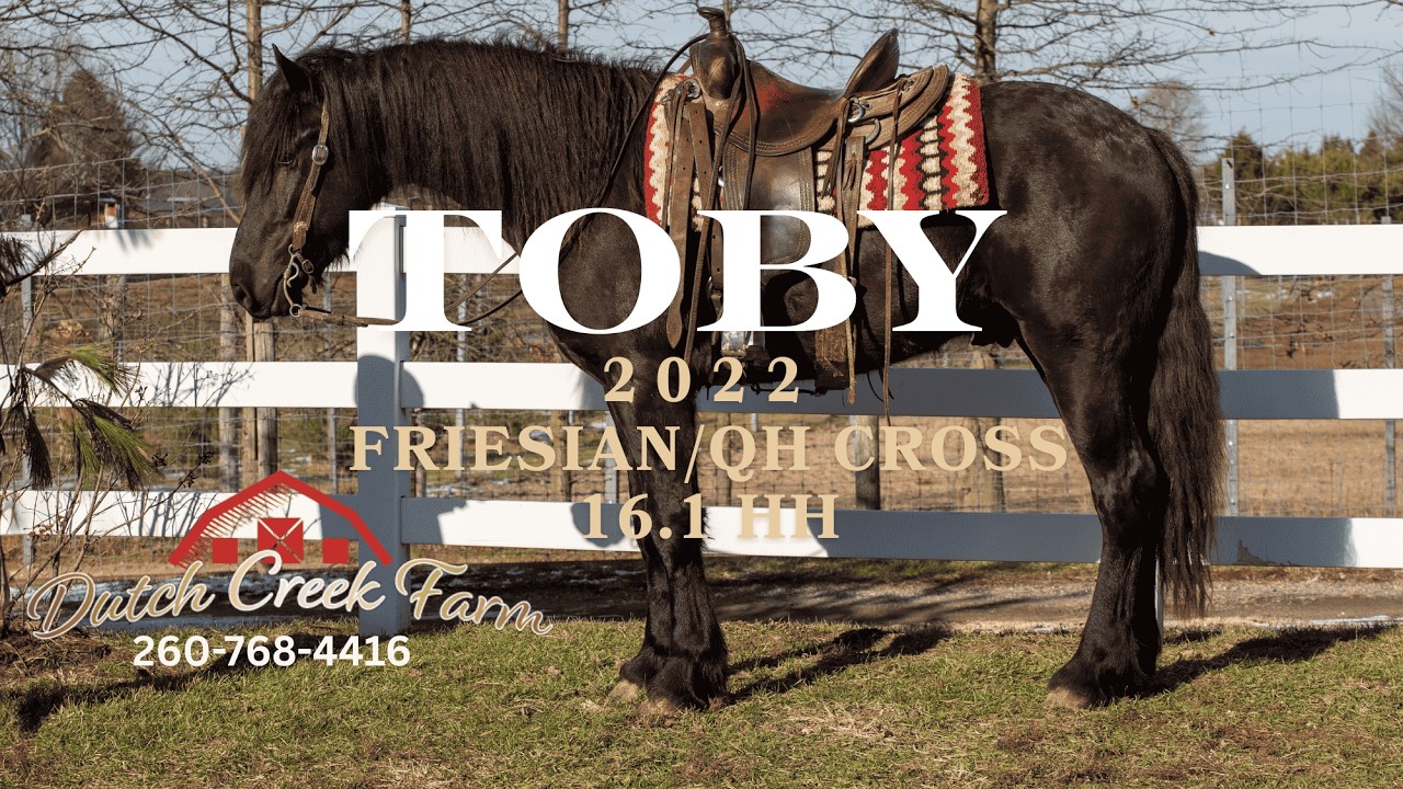 Toby | 2022 Friesian/QH Cross | 16.1 HH | 260-768-4416 - YouTube