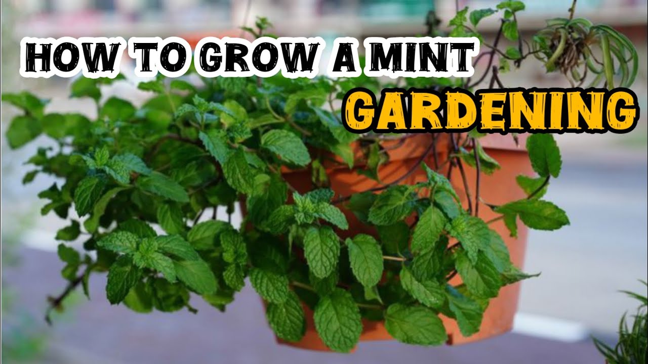 How To Grow A Mint Gardening | How To Grow A Mint plant | Grow mint at ...