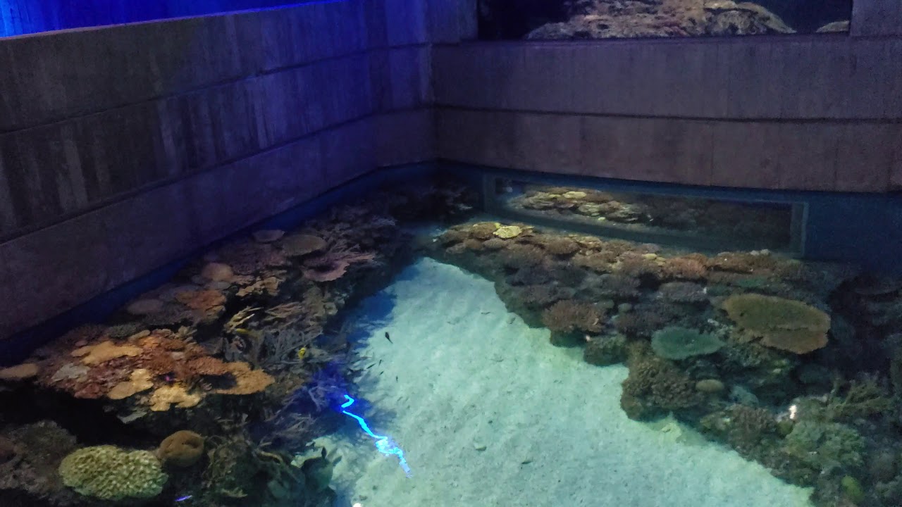Inside the Main Atrium of the National Aquarium in Baltimore 4k - YouTube