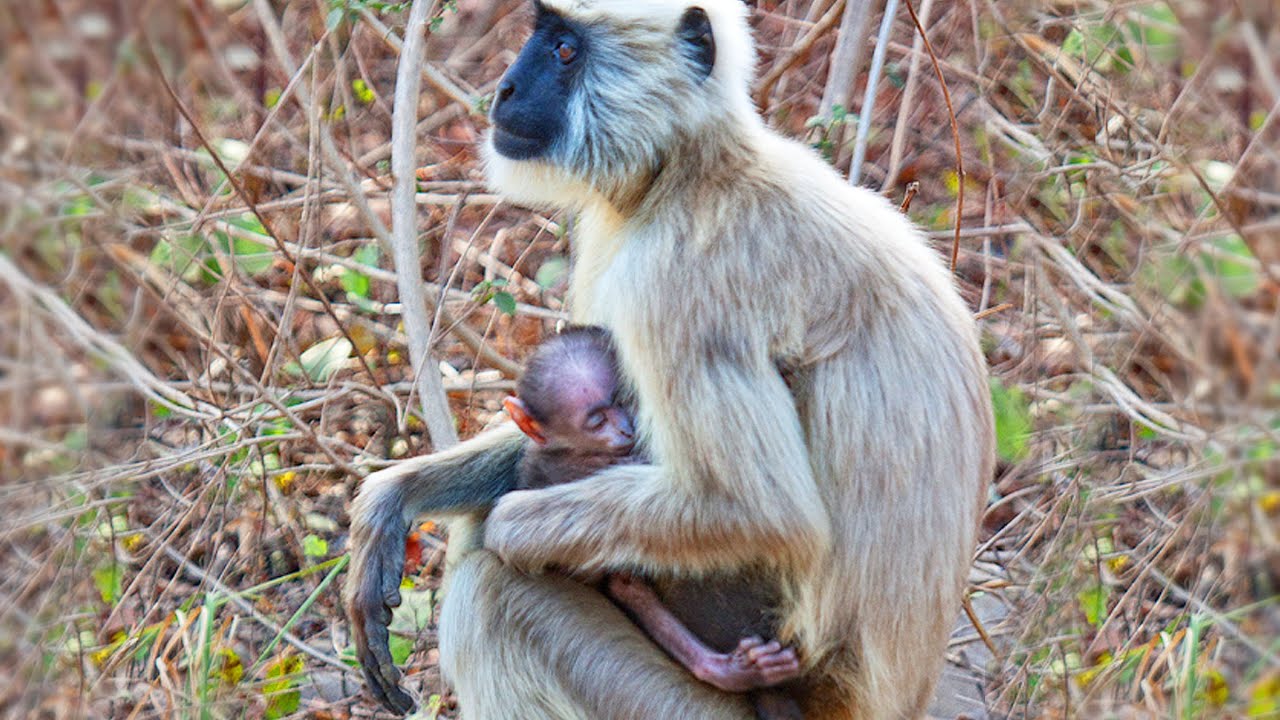 Monkey Steals Baby Monkey From Mom! - YouTube