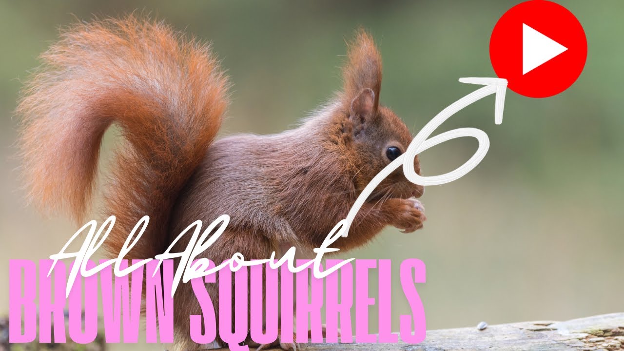 Explore the Wild Life 3 : Discover the Interesting Life of Brown ...