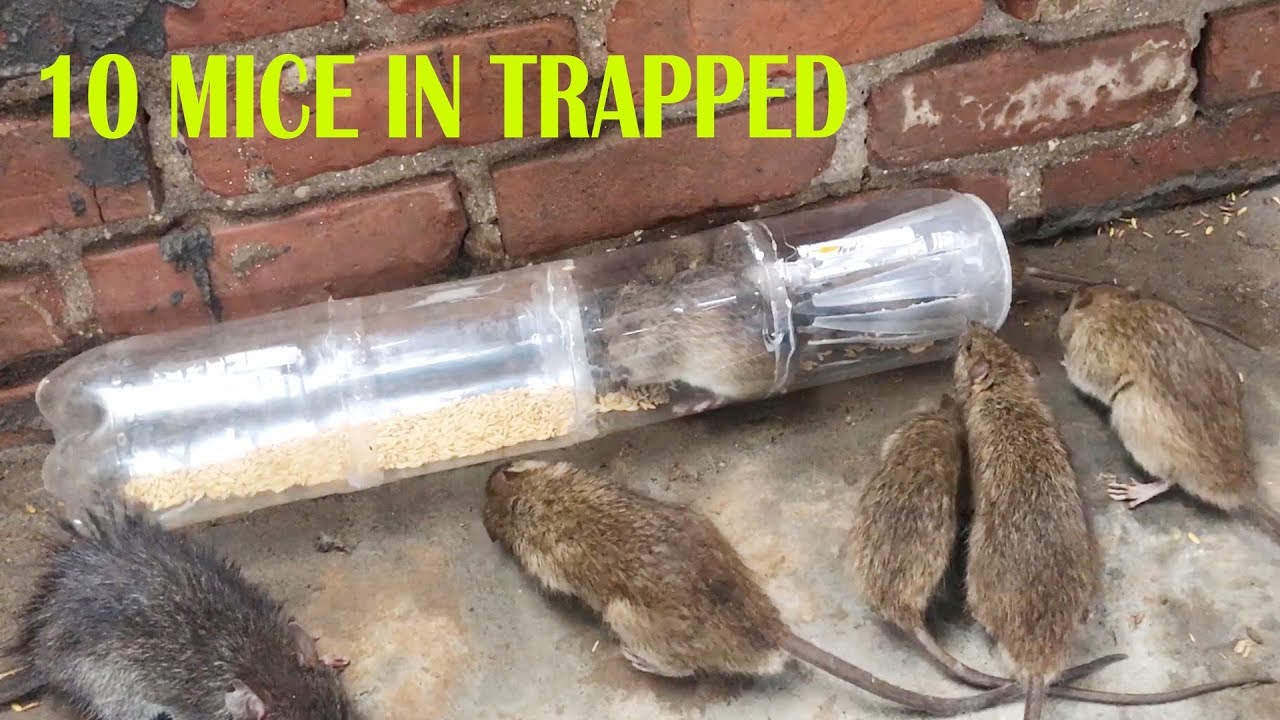Diy Rat Trap π 13 Mice In Trapped 1 Hour π Mouse Rat Trap π How To