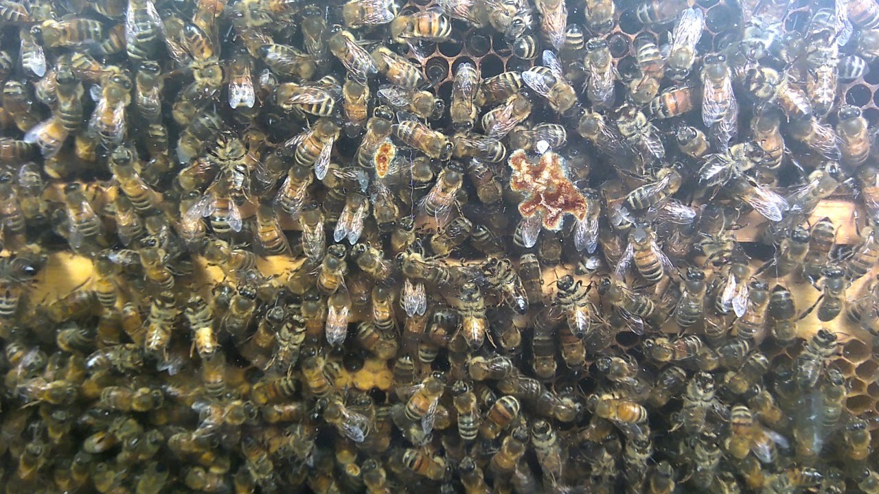 Live Streaming Honey Bee Observation Hive - YouTube
