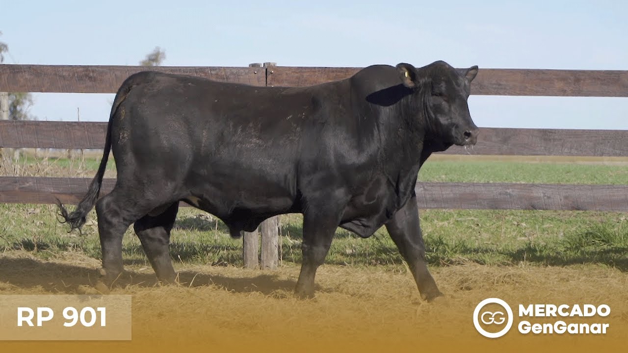 Toro Brangus Rp 901 - YouTube