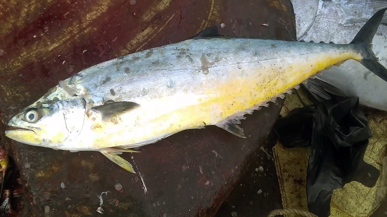 Yellowfin Trevally Fish Cutting Skills of Indian fish Cutter - YouTube