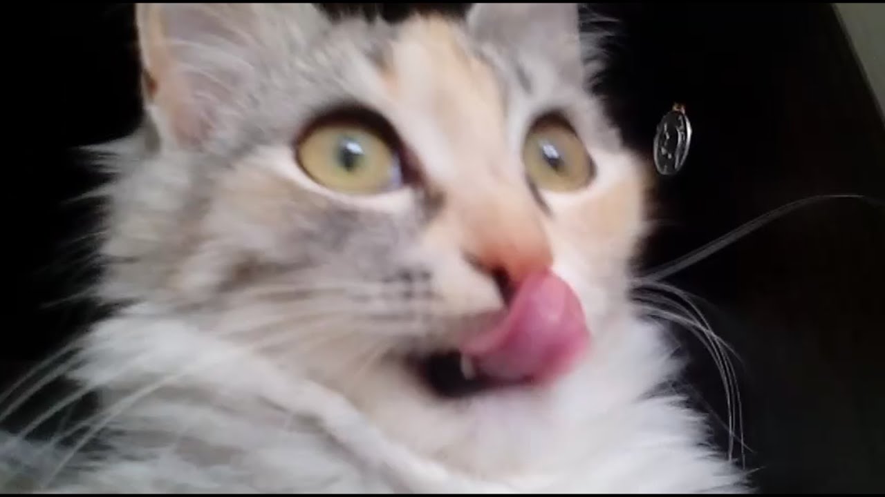 Funny Turn Cat at Boomerang App for Instagram - YouTube