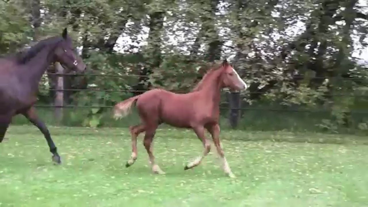 SpellBound - 2015 Hanoverian Colt by Sir Gregory For Sale - YouTube