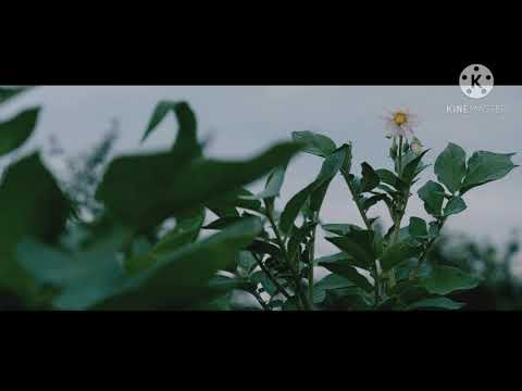 Cinematic video|Beautiful flowers| Amazing nature scenery| planet earth| pretty flowers video