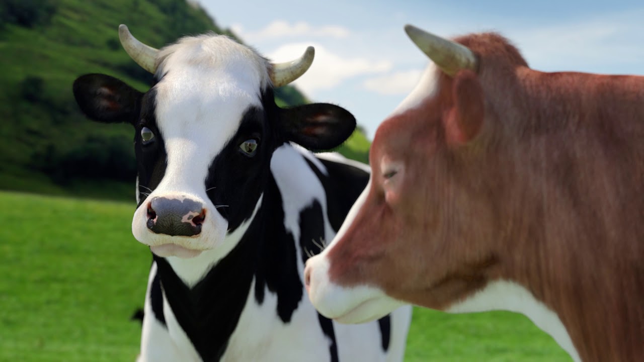 Jack Link's Jealous Cows - Kevin - YouTube