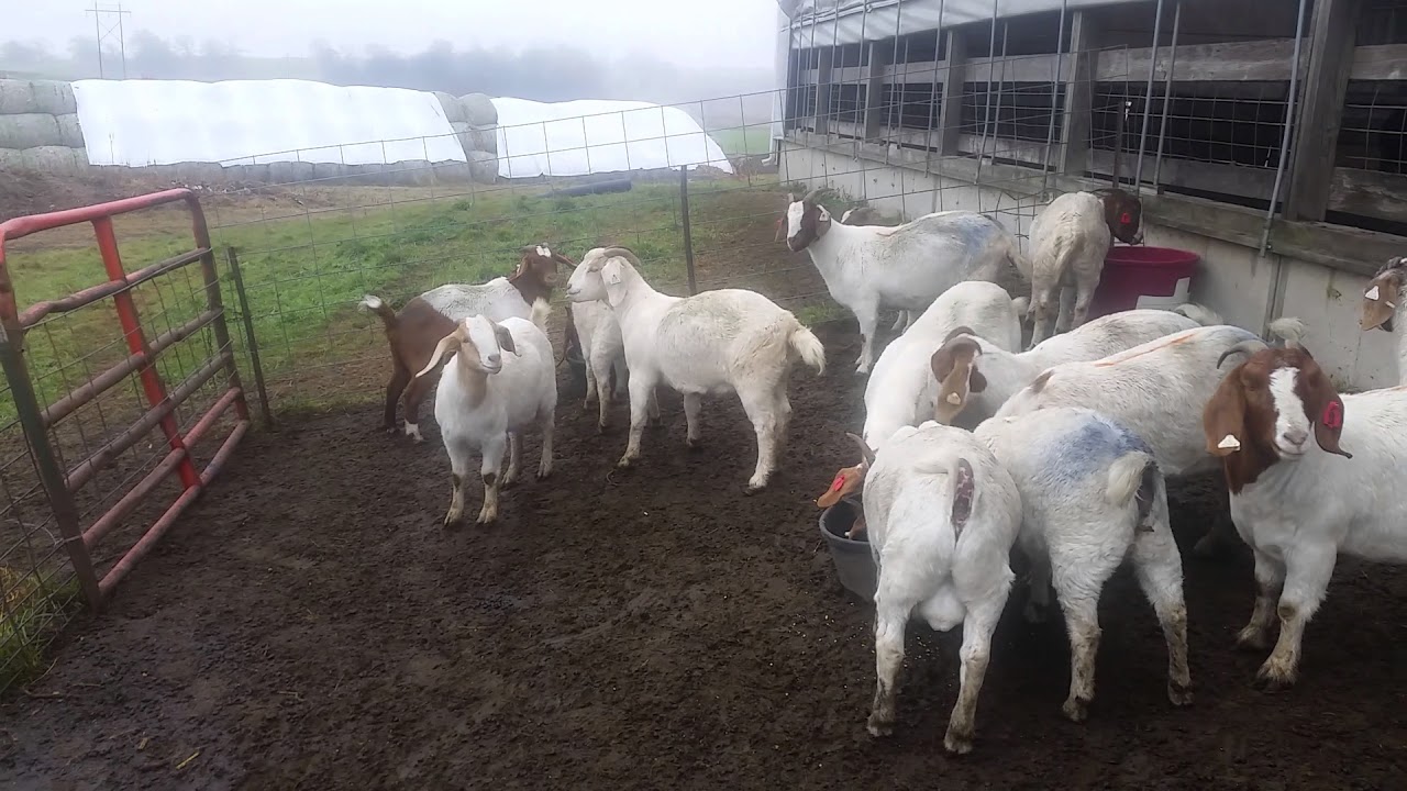 Goat Breeding Season - YouTube