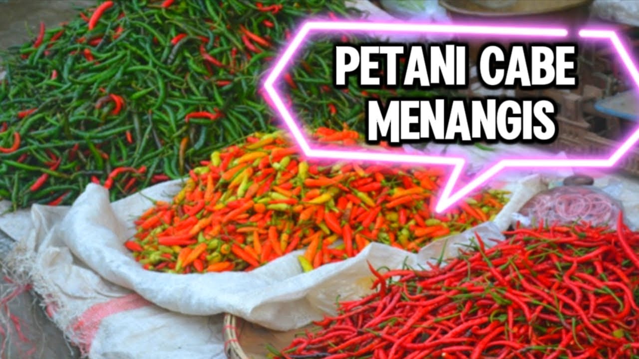GEGER.... ‼️TANAMAN CABE SATU KEBUN MENDADAK KERING - YouTube