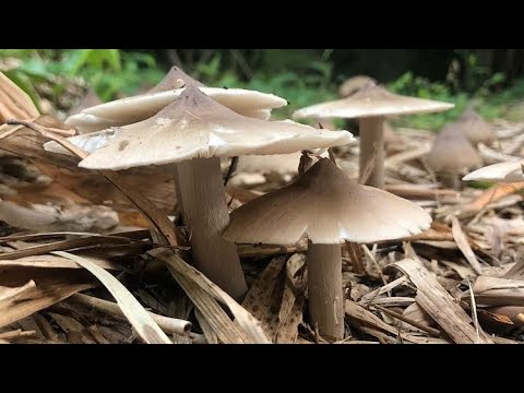 Berburu Mushroom Jamur Barat Jamur Bulan Jamur Sung - YouTube