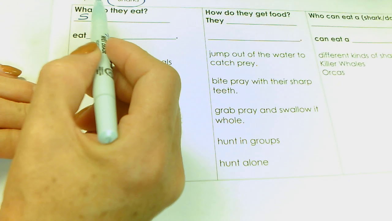 Writing Day 11 Food Chain YouTube writing-day-11-food-chain-youtube