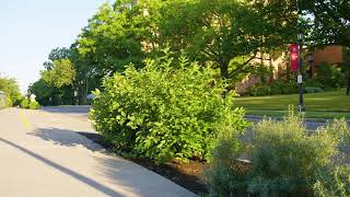 Cephalanthus occidentalis -  Buttonbush