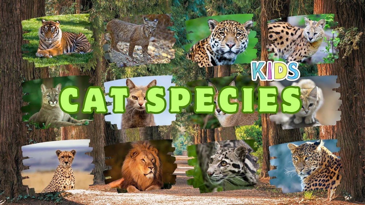 20 Fascinating Cat Species from Around the World | Explore Cat breeds ...