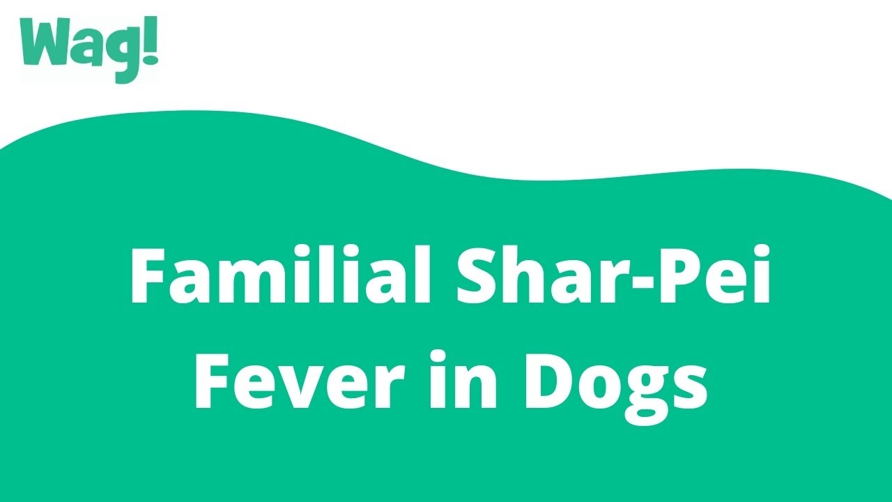Familial Shar-Pei Fever in Dogs | Wag! - YouTube
