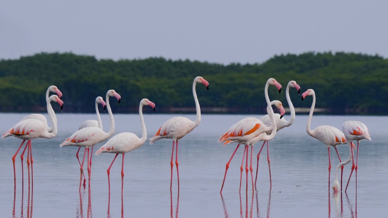 Mangrove Birds of Angola - YouTube