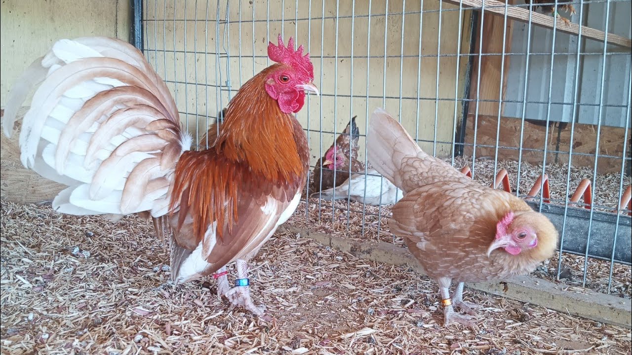 Los gallitos Aztecas y uno de Rancho San Clemente - YouTube