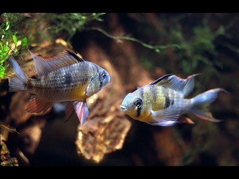 How to breed and care for Apistos and dwarf cichlids [Ep.2] - YouTube