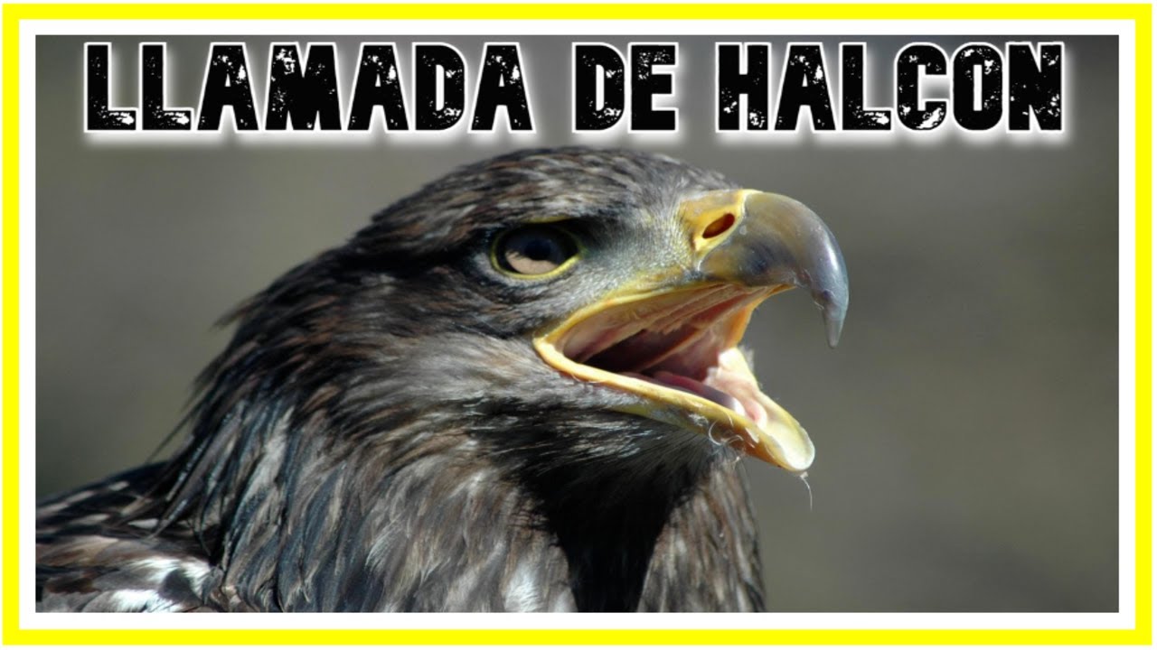Sonido de llamada de halcon - YouTube