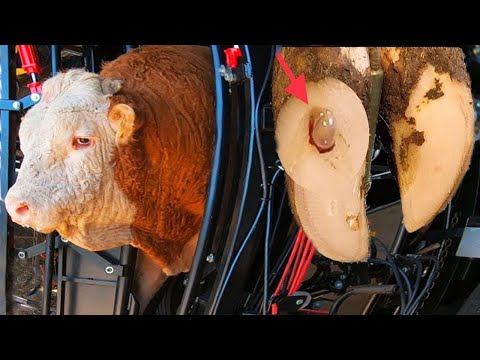 DANGEROUS HOOF INFECTION: Emergency Surgery Saves Prize Bull 😲💉 | GRAPHIC VETERINARY PROCEDURE