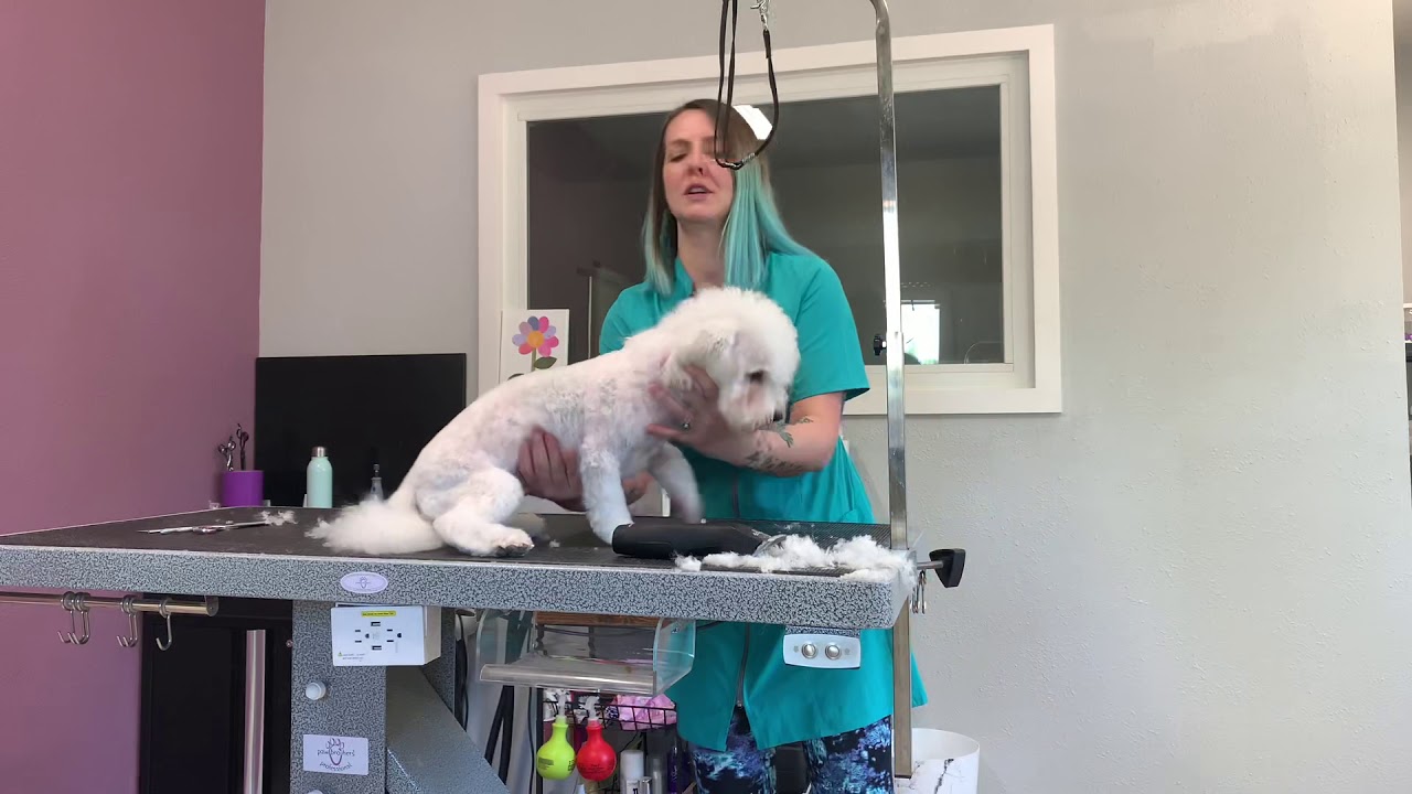 Dog Grooming Mohawk Tutorial - Poodle Mix - YouTube