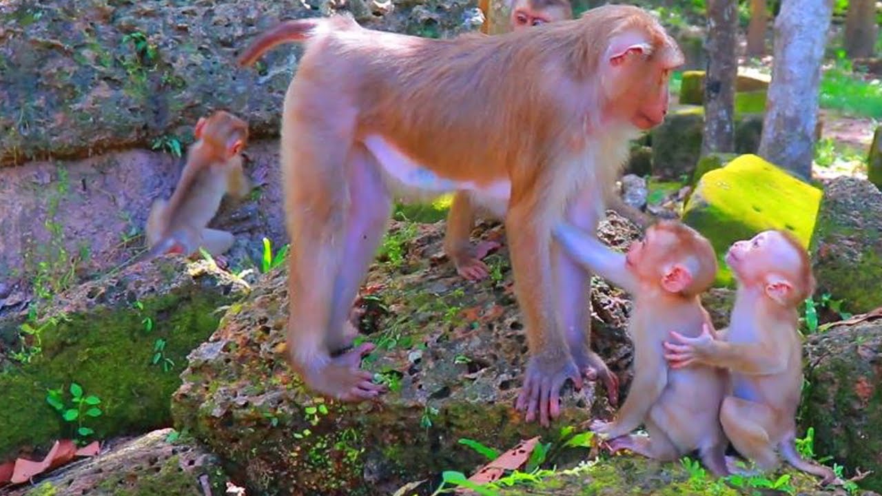 Amazing Baby Monkey Requesting Milk | Amazing Short - YouTube