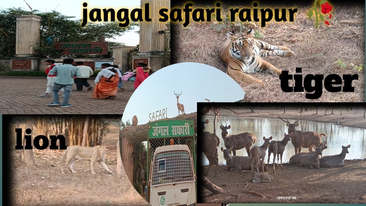 jangal safari nya raipur full video 🐰🐰🐰🐰🐰🐰 - YouTube
