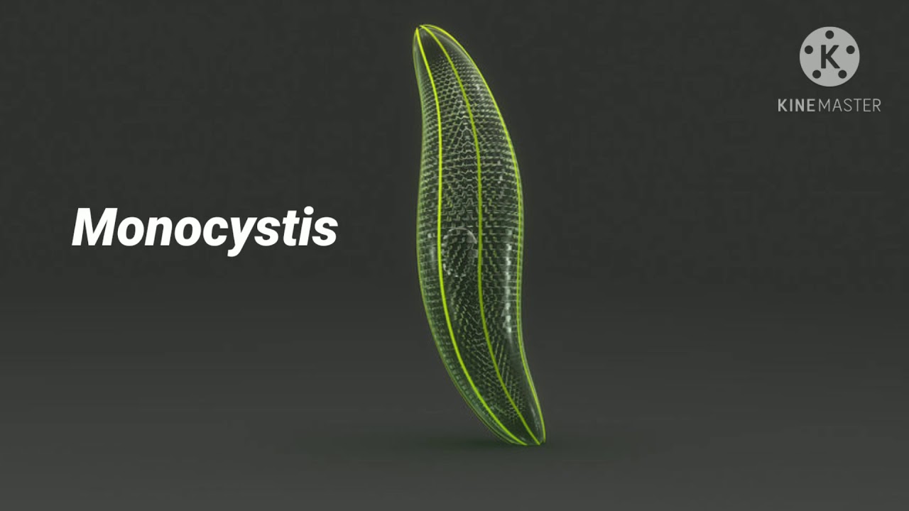 General Character & Life Cycle of Monocystis by Priyanka Kashyap - YouTube