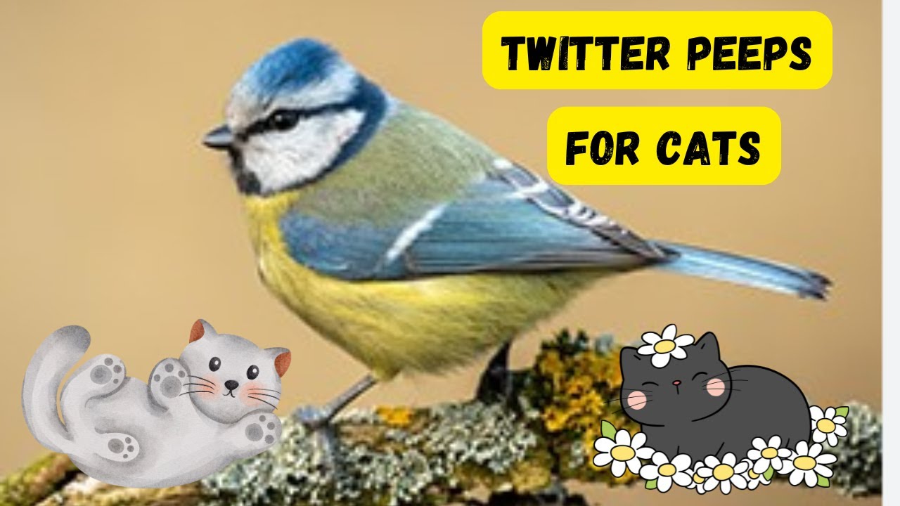 TWITTER PEEPS FOR CATS ) ASMR FOR CATS )) - YouTube
