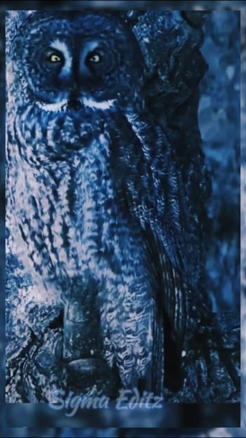 Sigma Bird😡#sigma #sigmarule #sigmagrindset #shorts #sigmamale #yt ...