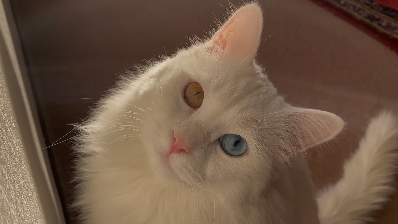 Beautiful Deaf Cat With Mesmerizing Eyes - YouTube