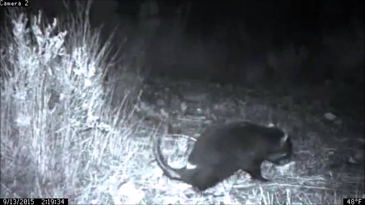 A DEVIL AND A SALT LICK - YouTube