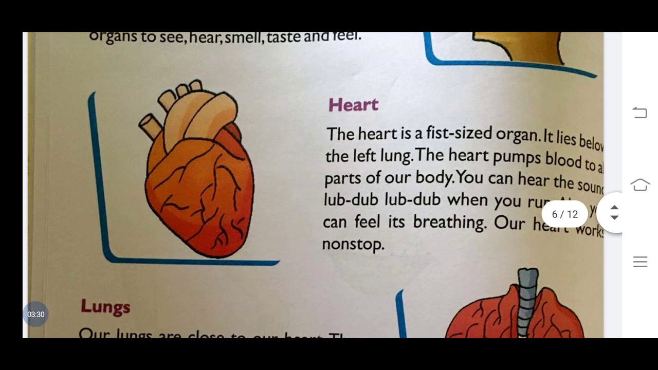 Evs ,class -2nd, chapter 2 , my wonderful body, internal organs and ...
