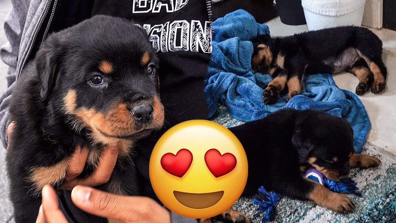 Puppy Rottweiler's First Days Home... - YouTube