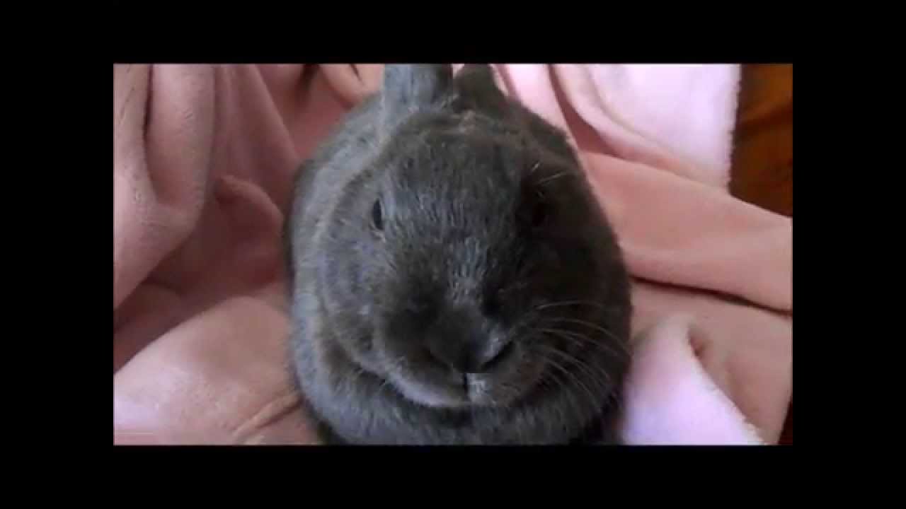 Rest in peace R.I.P Gabe~ tribute to sweet, loving little bunny rabbit ...