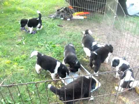Saint Bernewfie puppies 4 1/2 weeks old - YouTube